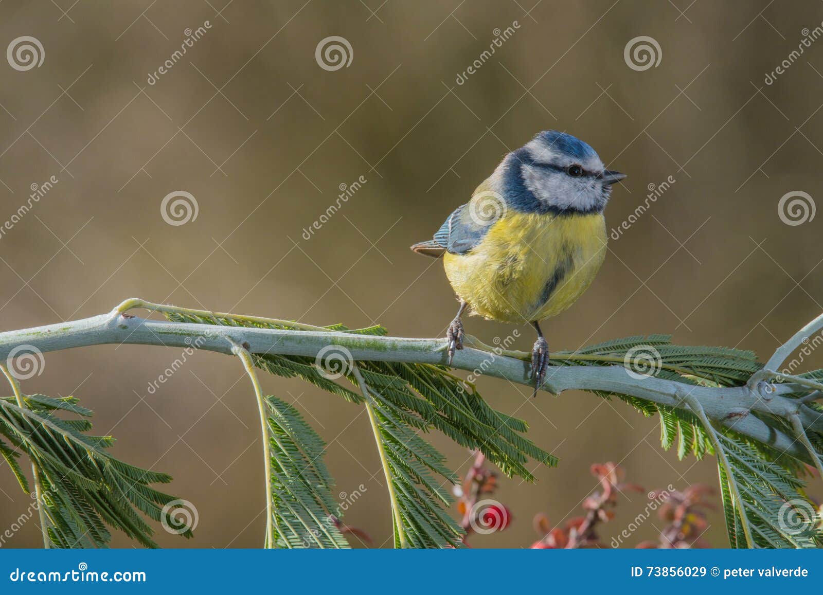 Little Blue Bird in Wildlife Stock Image - Image of feather, forest ...