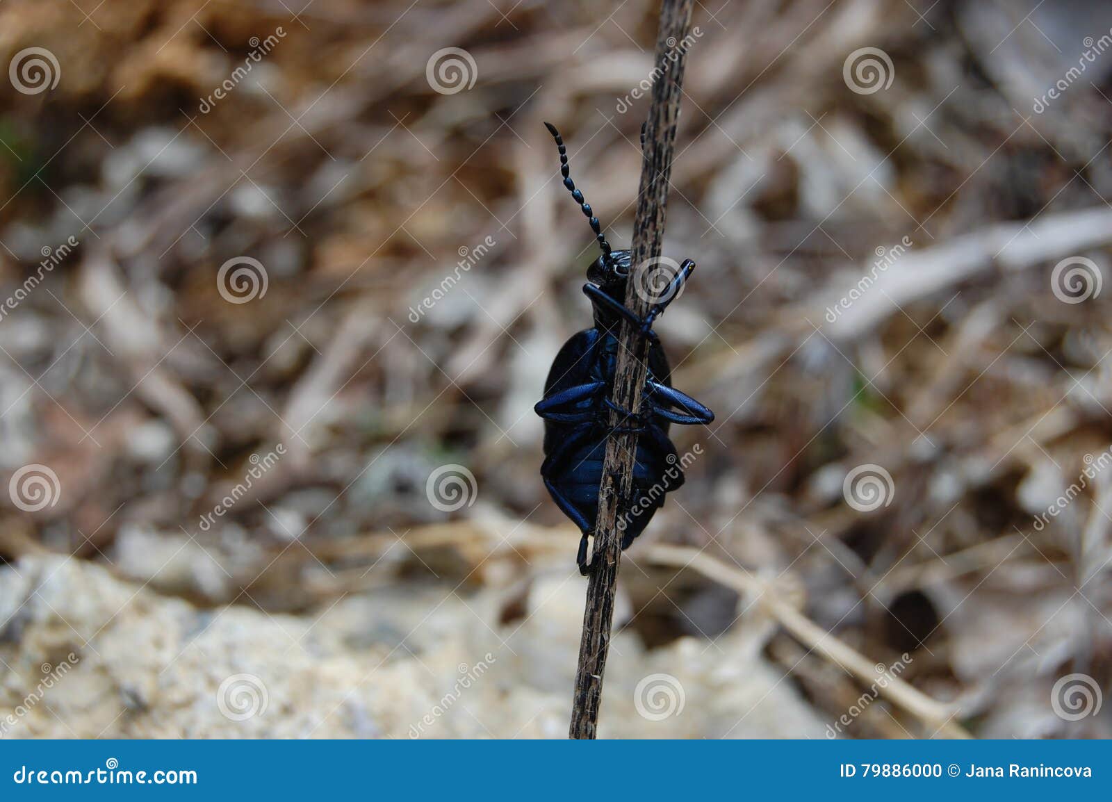 Little blue bug stock photo. Image of paja, blade, closeup - 79886000