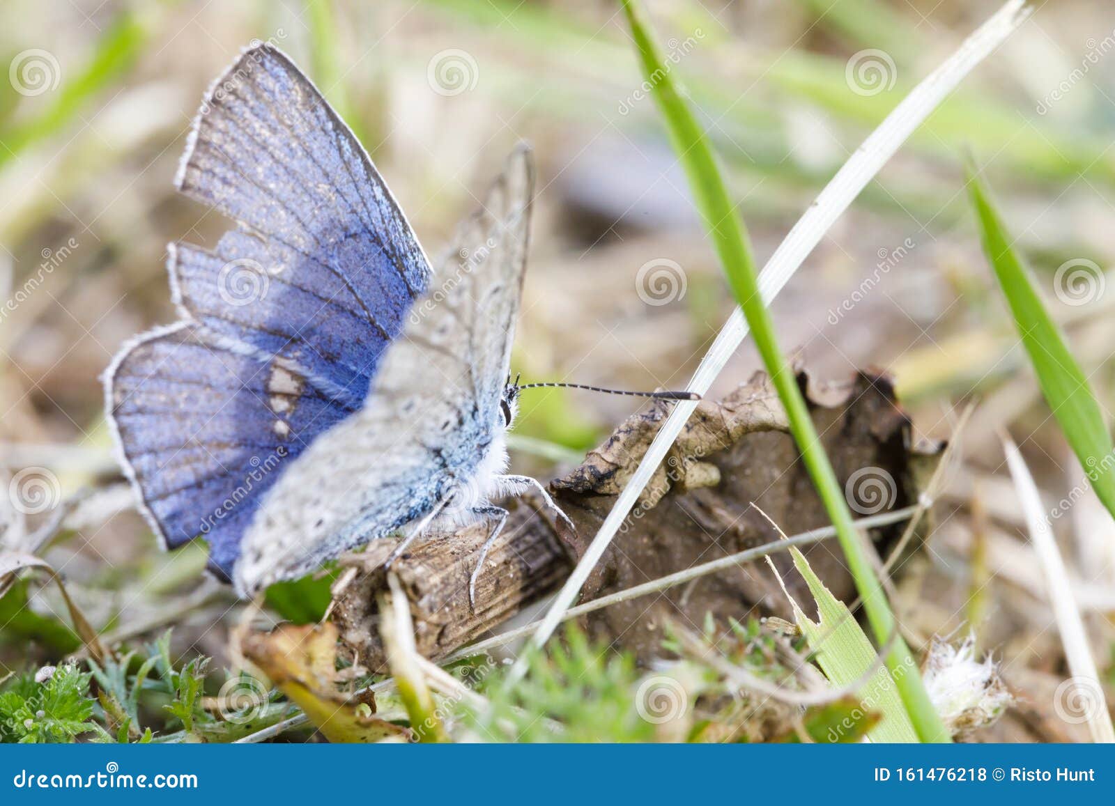 Little Blue Butterfly Closeup Stock Photo - Image of closeup, summer ...
