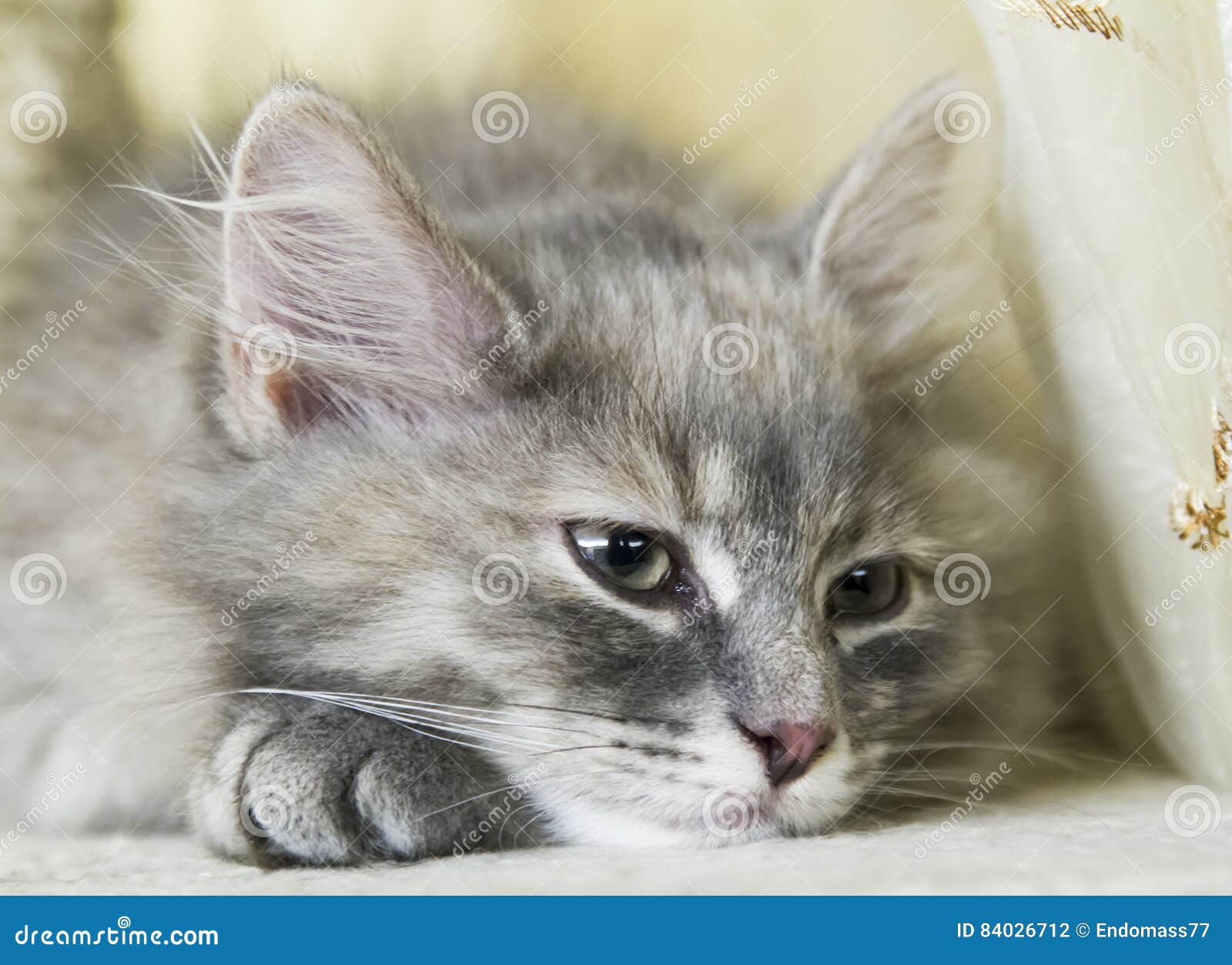Little Blue Cat of Siberian Breed at Two Months Stock Photo - Image of ...