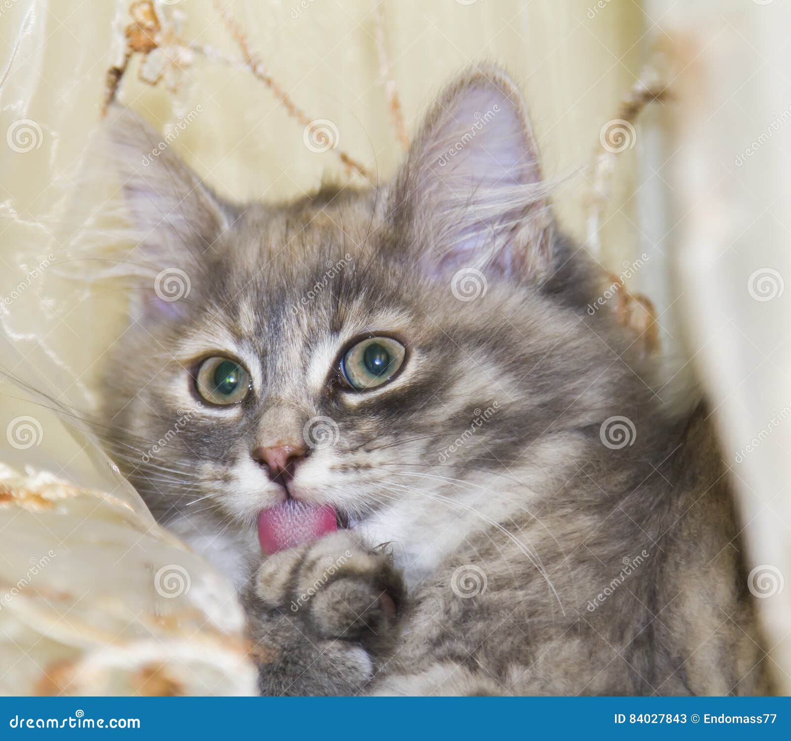 Little Blue Cat of Siberian Breed at Two Months Stock Image - Image of ...