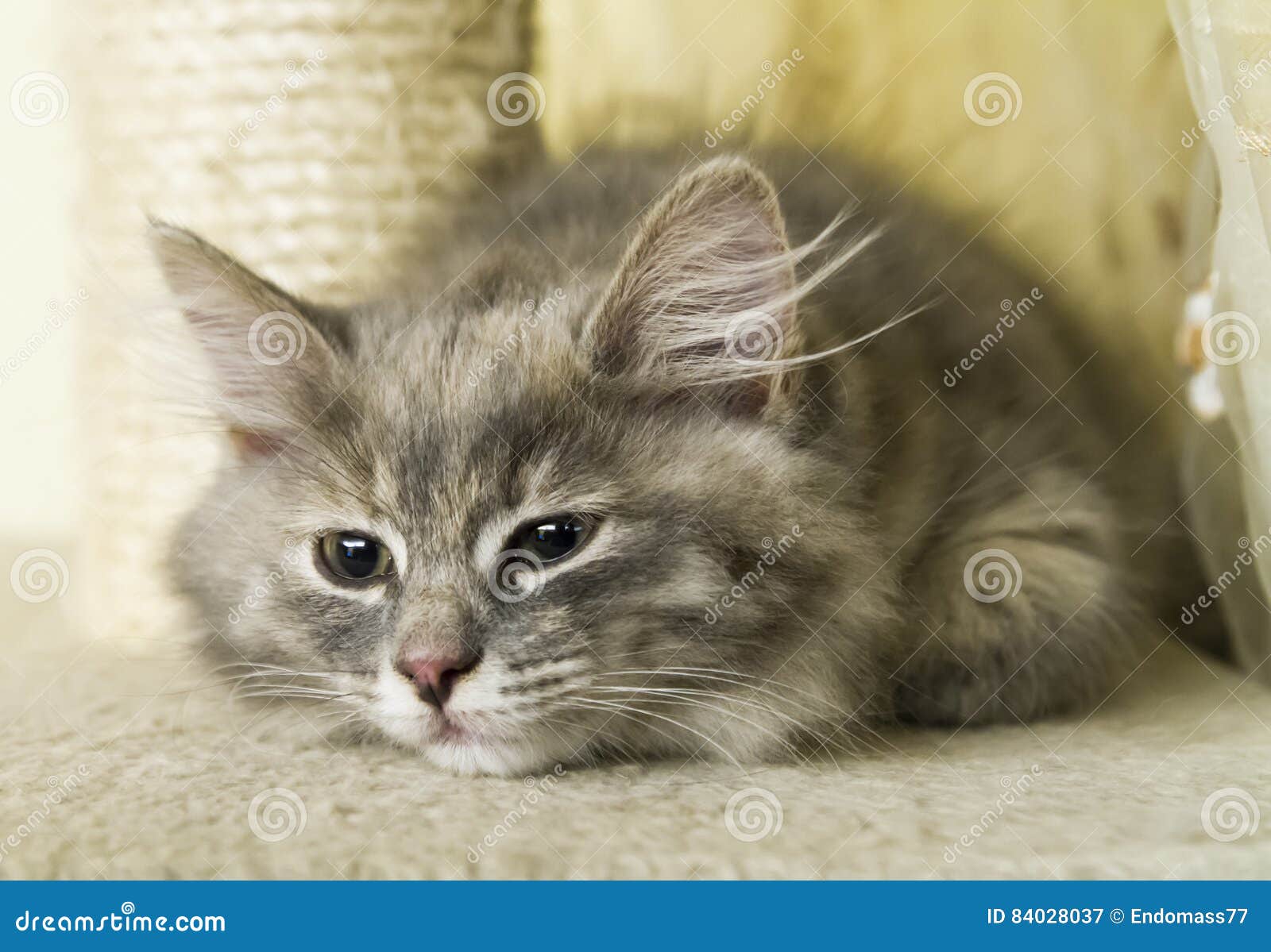 Little Blue Cat of Siberian Breed at Two Months Stock Image - Image of ...