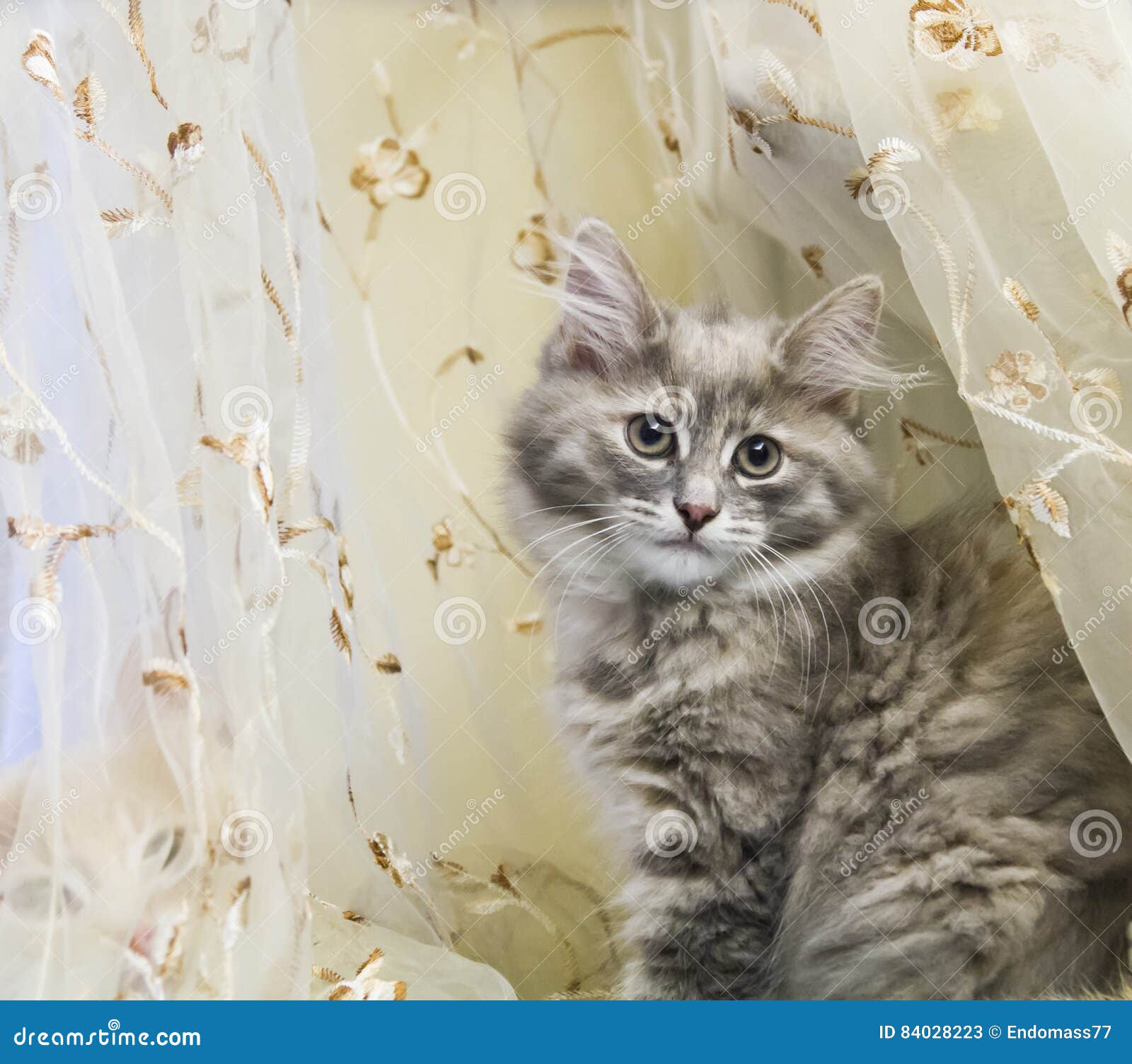 Little Blue Cat of Siberian Breed at Two Months Stock Image - Image of ...