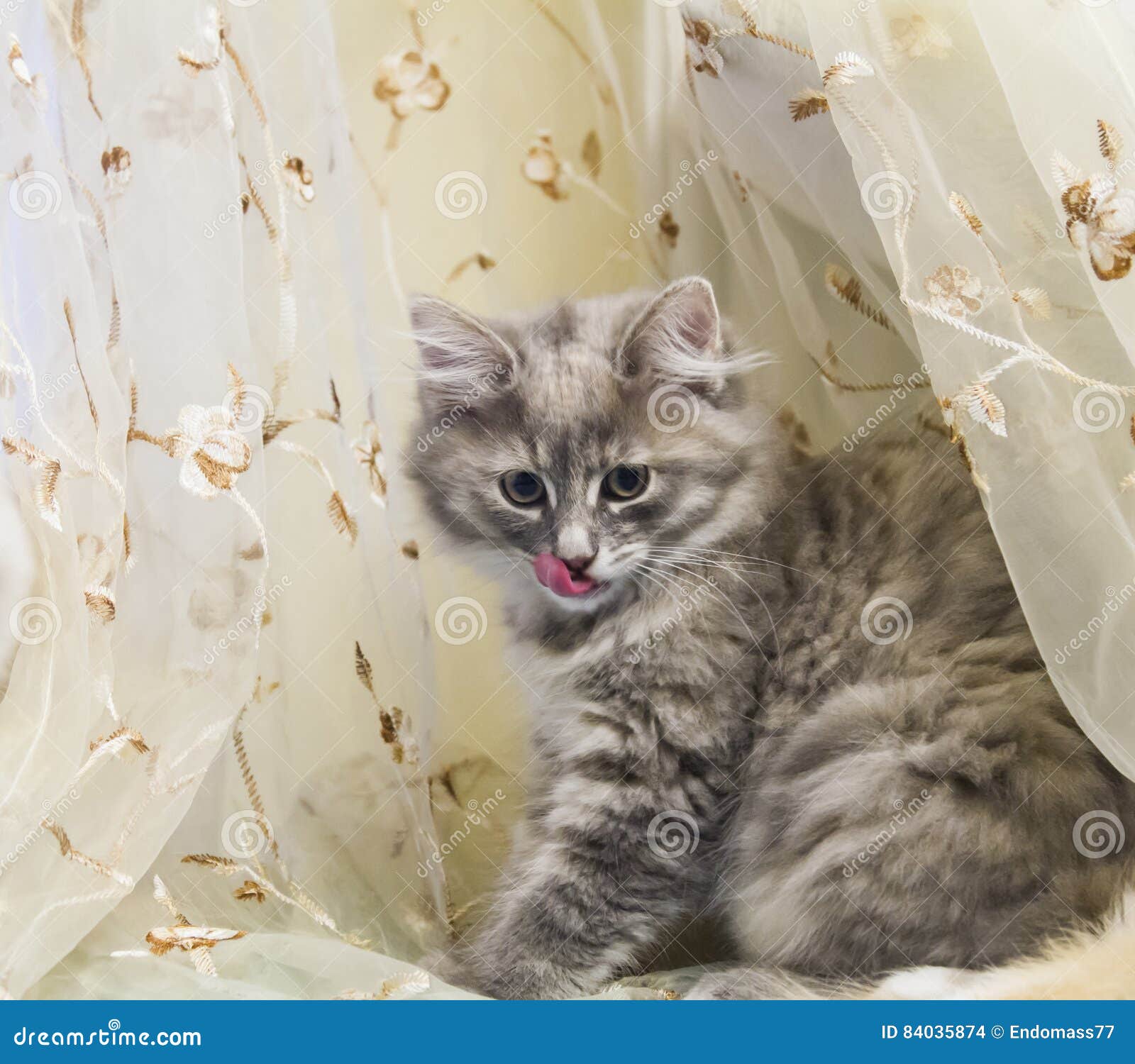 Little Blue Cat of Siberian Breed at Two Months Stock Photo - Image of ...