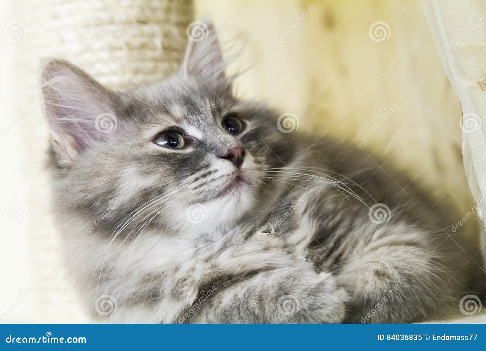 Little Blue Cat of Siberian Breed at Two Months Stock Image - Image of ...