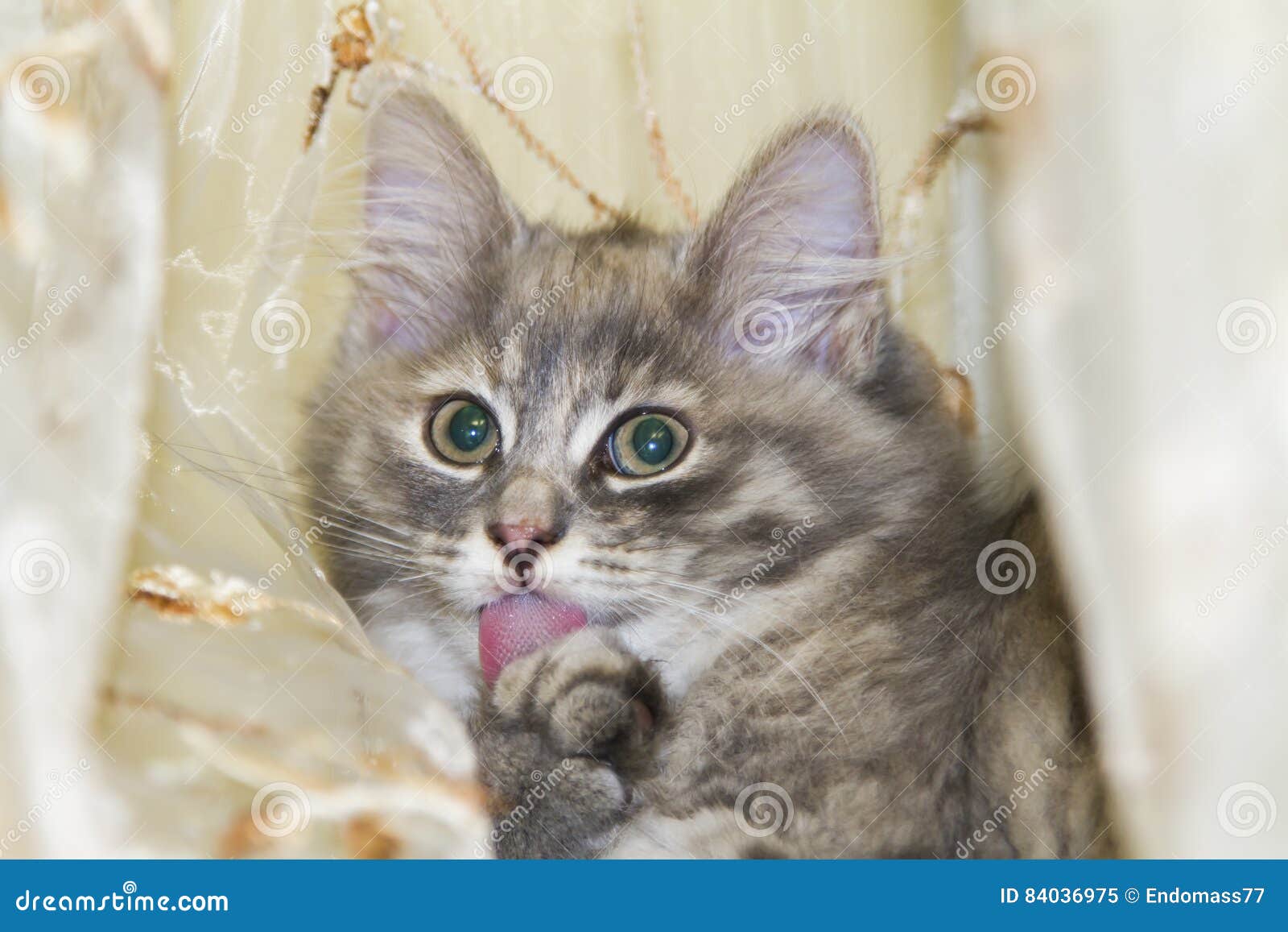 Little Blue Cat of Siberian Breed at Two Months Stock Image - Image of ...