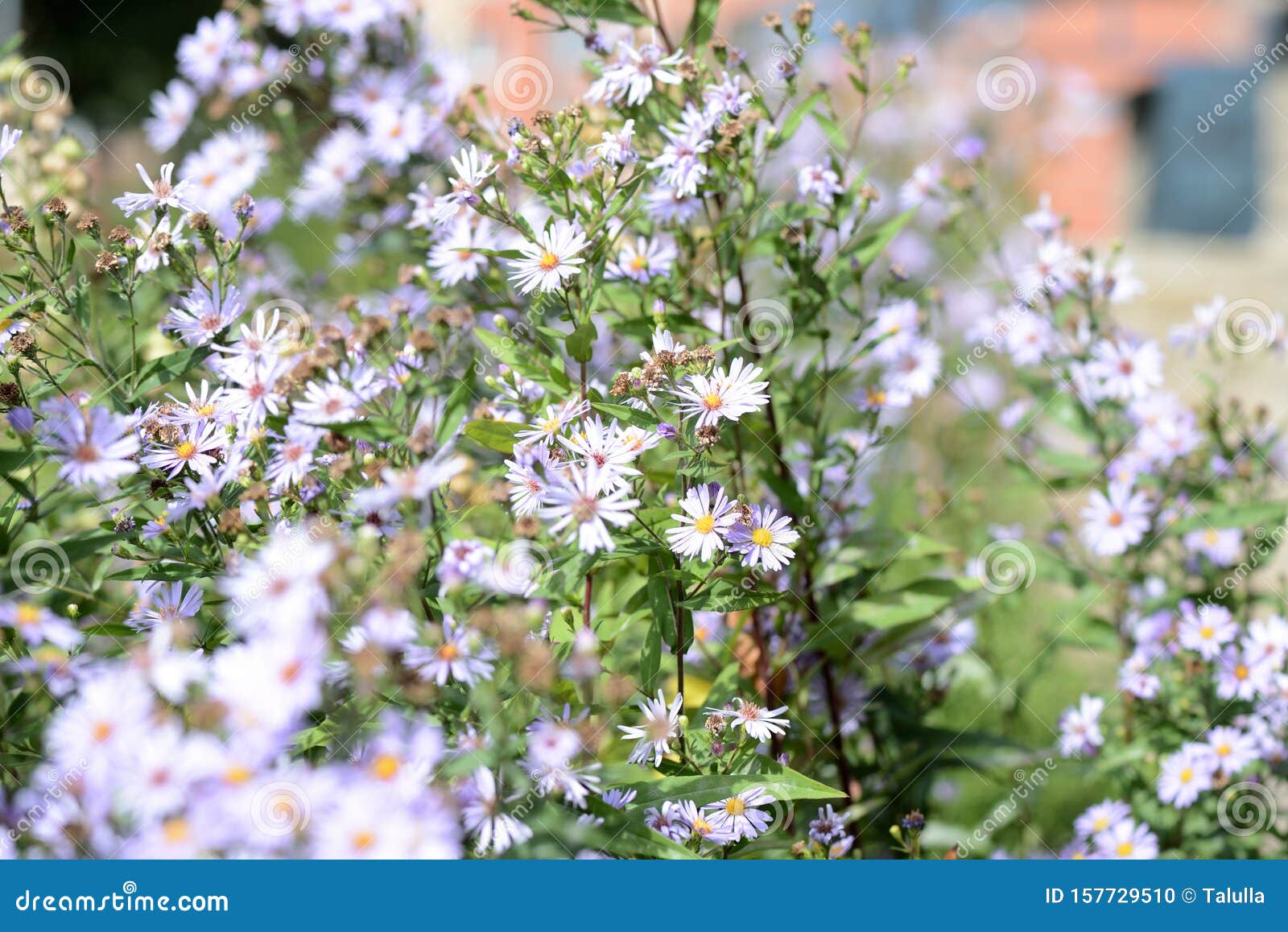 Little Blue Daisies in the Garden Lit by the Bright Sun Stock Photo ...