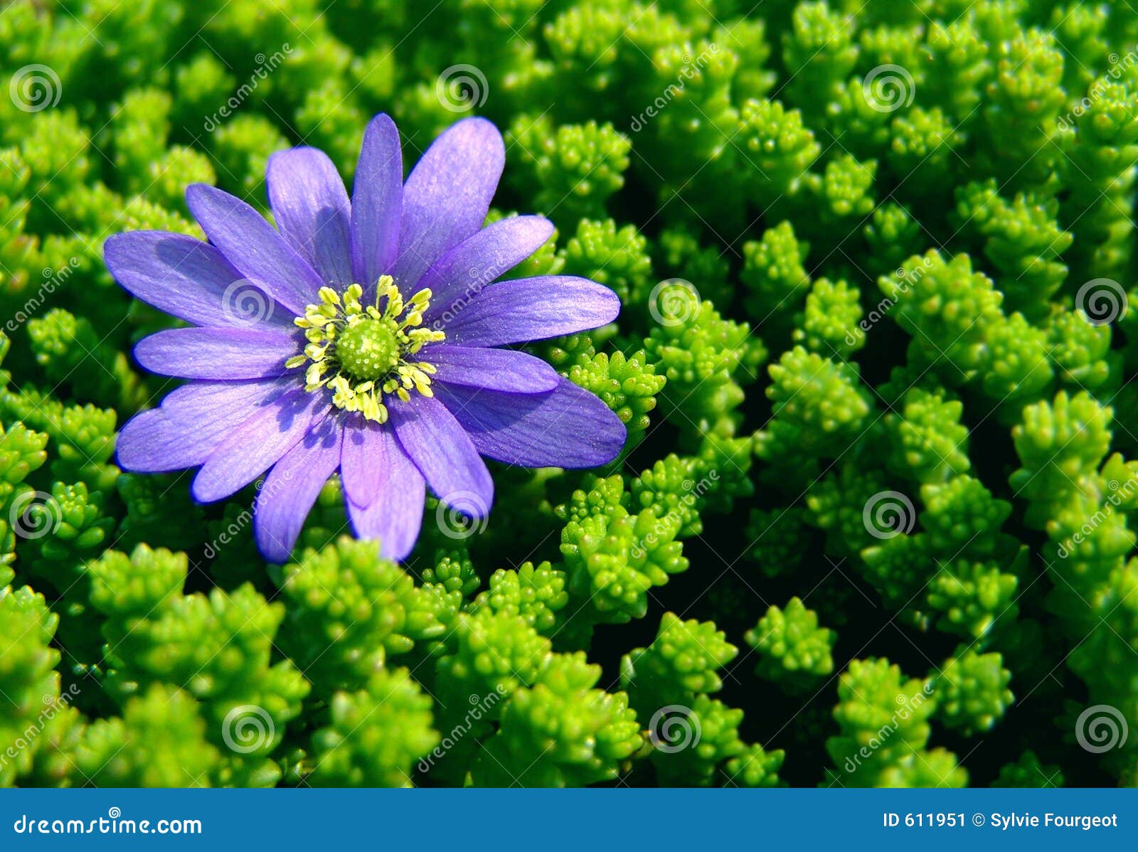 Blue daisy in green moss stock image. Image of outdoor - 611951