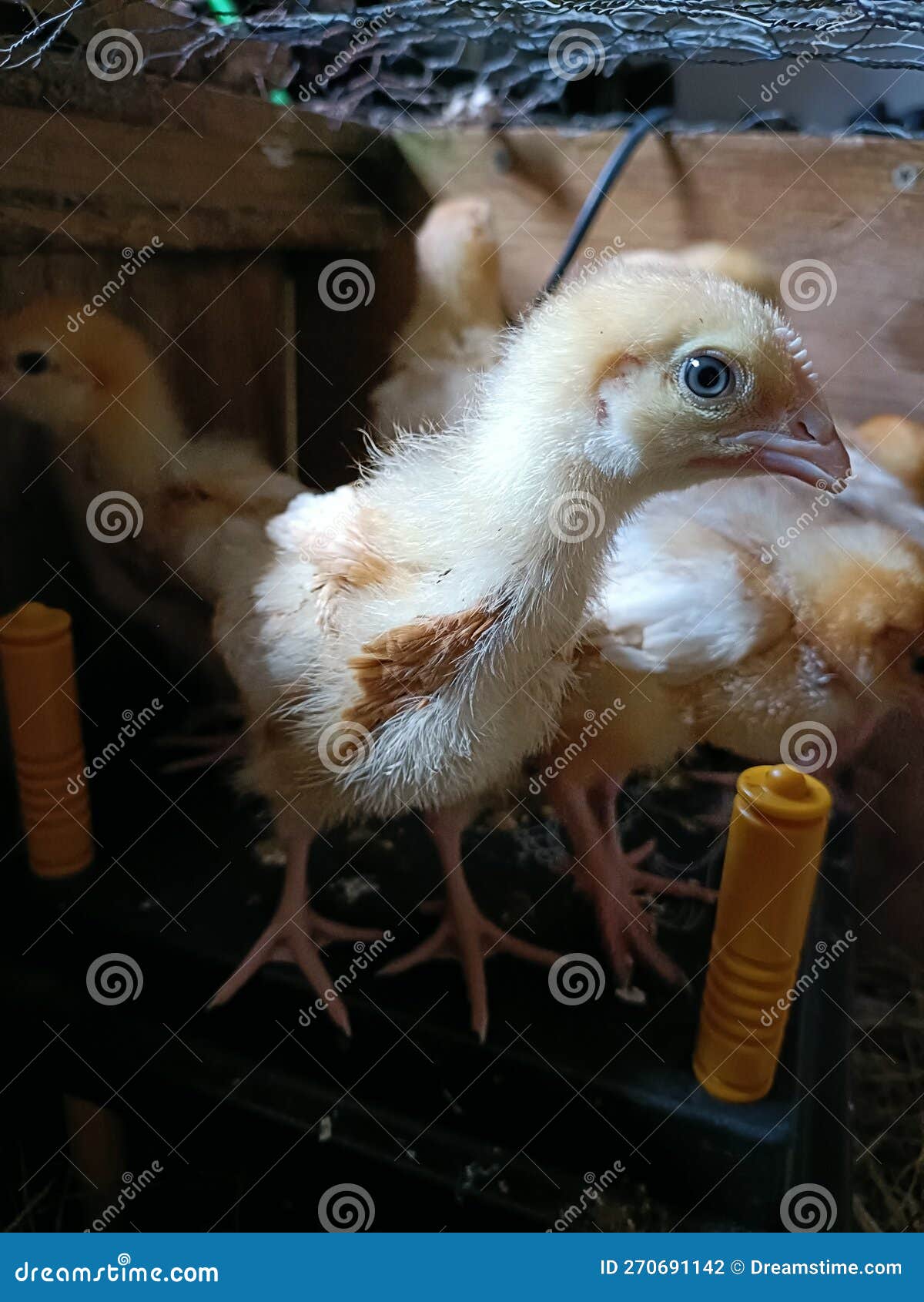 Little Blue Eyed Chick in a Crate Stock Photo - Image of quail, mallard ...