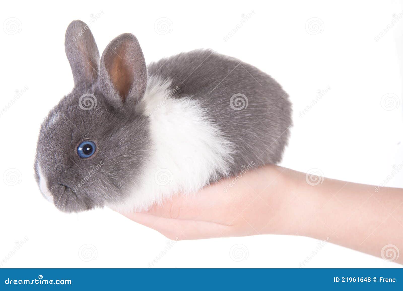 Little Blue Eyed Rabbit in the Hands Stock Photo - Image of farm, small ...