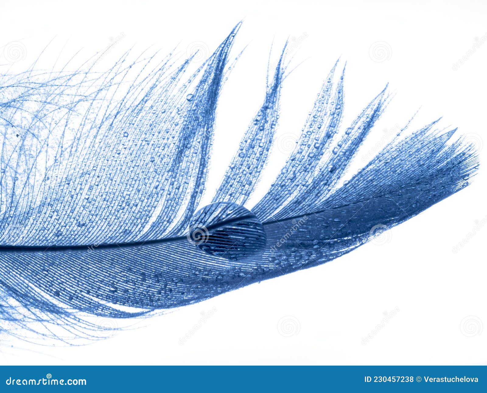 Little Blue Feather and Water Drops Stock Photo - Image of single, blue ...