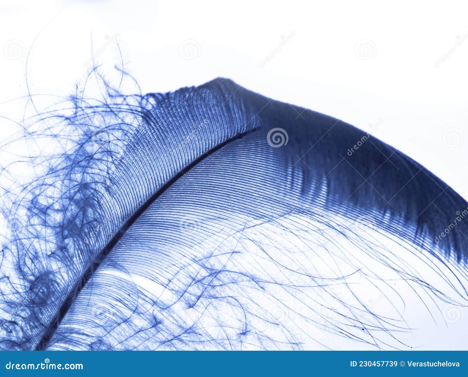 Little Blue Feather on a White Background Stock Image - Image of ...