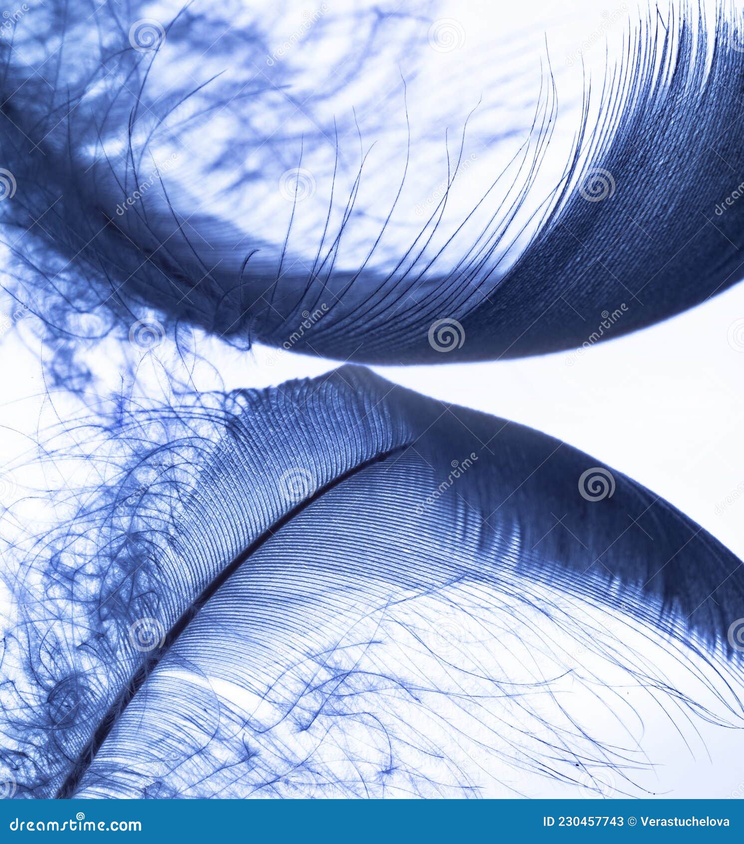 Little Blue Feather on a White Background Stock Image - Image of ...