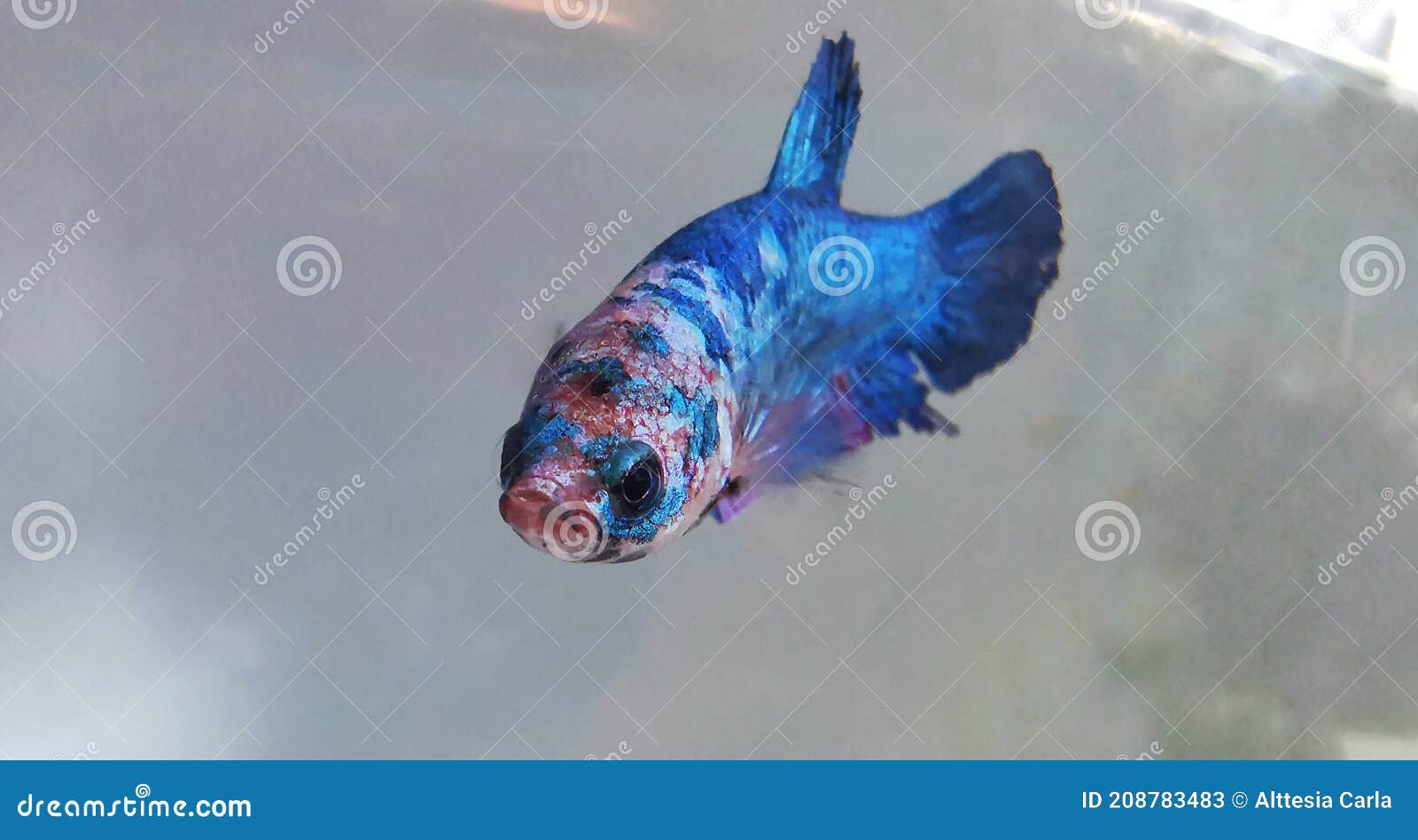 Little blue fish stock image. Image of pout, fish, colorful - 208783483