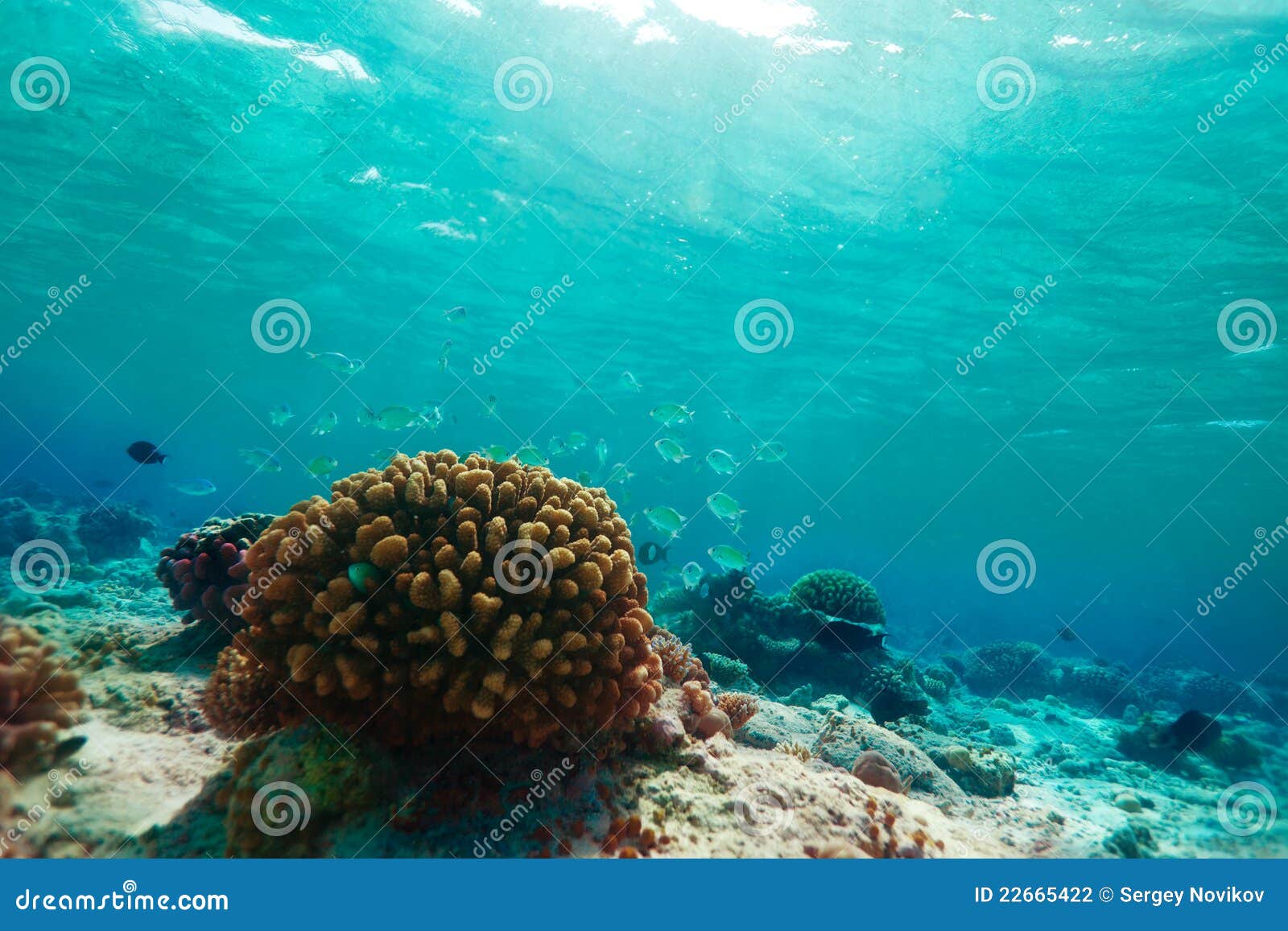 Little Blue Fishes and Coral Stock Photo - Image of fish, lagoon: 22665422