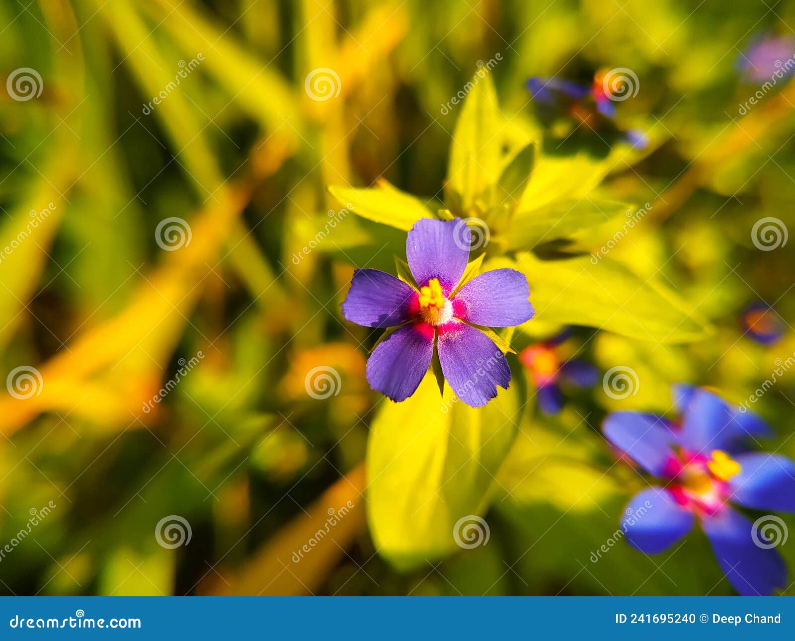 Little Blue Flower of Lysimachia Foemina Stock Photo - Image of ...