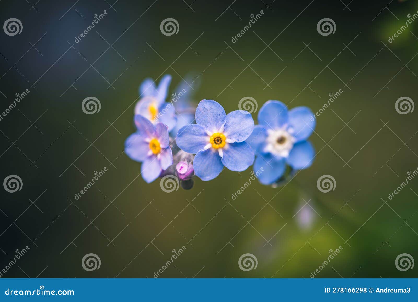 Little Blue Flowers Forget Me Not Stock Photo - Image of green, shallow ...