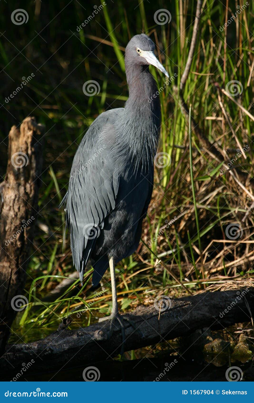 Little blue heron stock photo. Image of animal, nature - 1567904