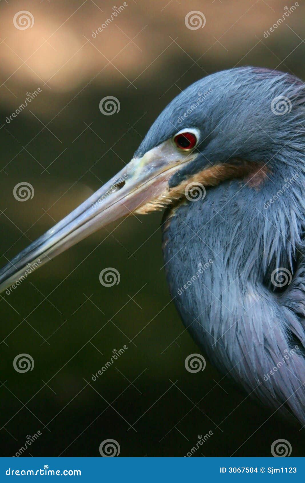 Little Blue Heron stock photo. Image of aves, bird, egret - 3067504