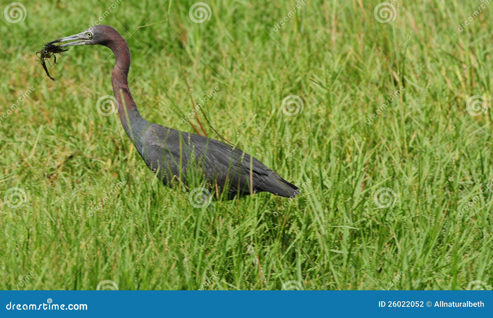 Little Blue Heron Bird Eating Crawfish Stock Photo - Image of grass ...