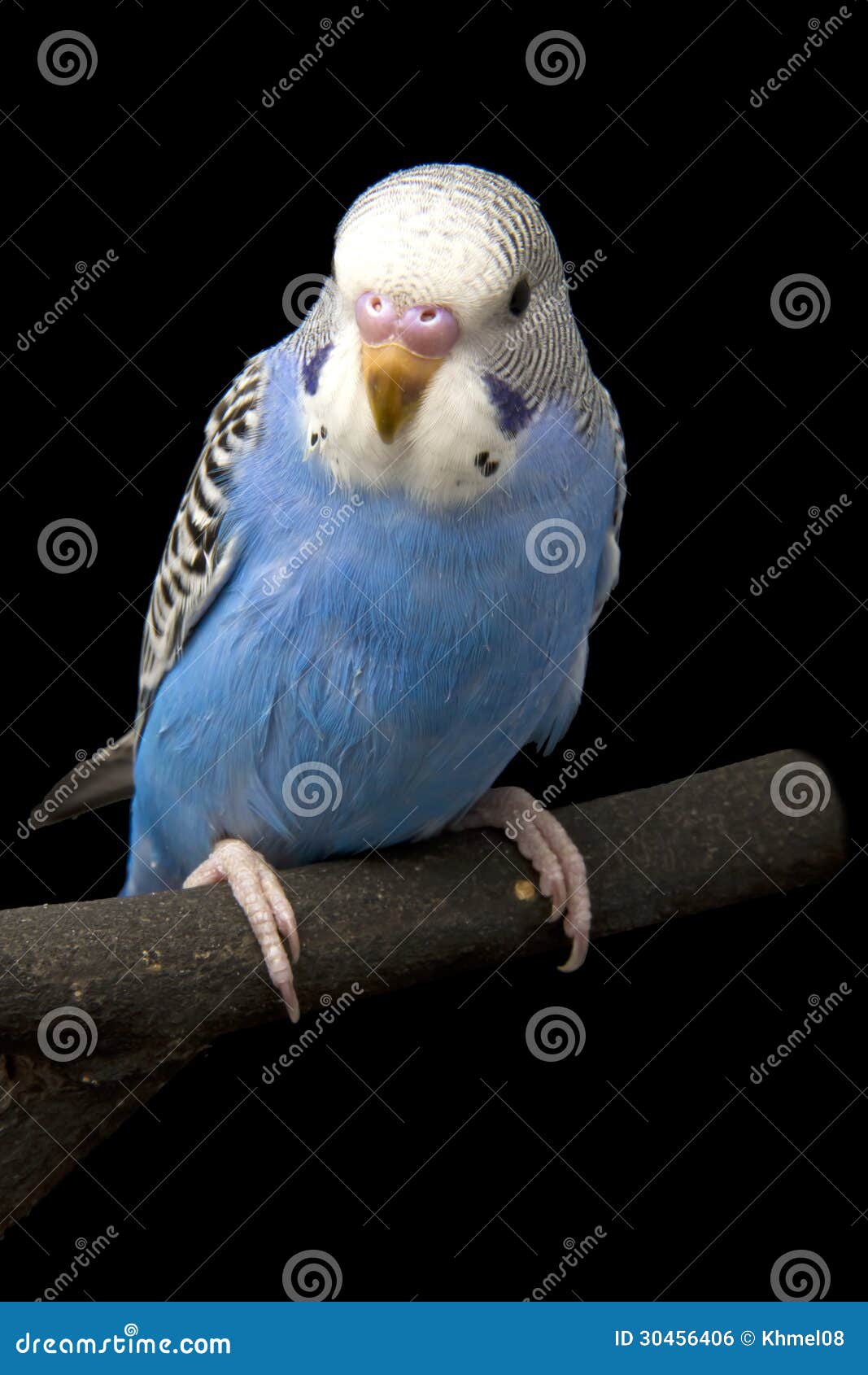 The Little Blue Parrot is on a Branch Stock Photo - Image of background ...