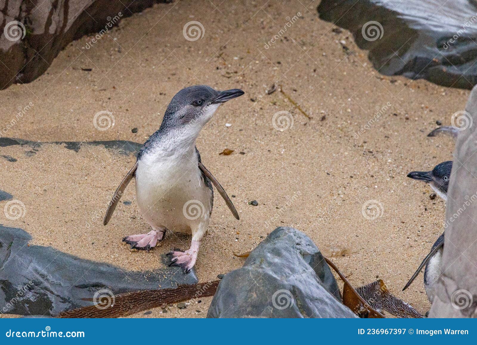 Little Blue Penguin of Australasia Stock Image - Image of nature ...