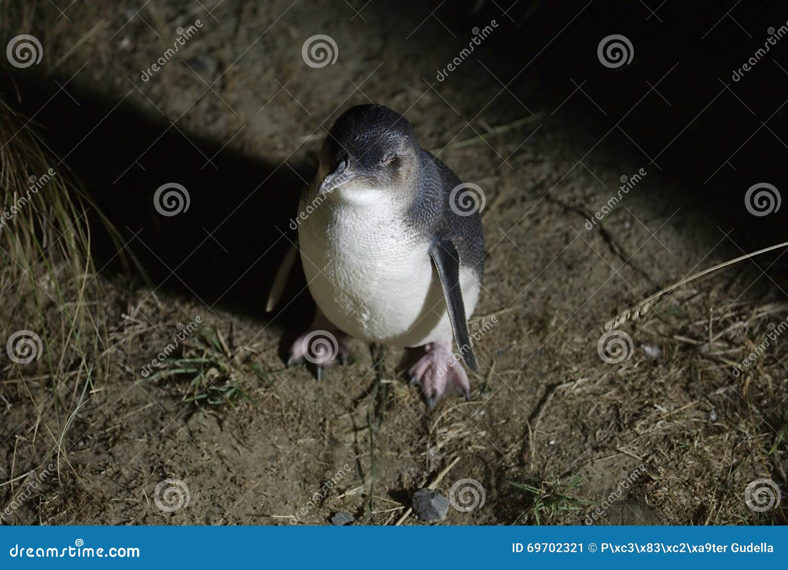 Little Blue Penguin stock image. Image of stand, tiny - 69702321