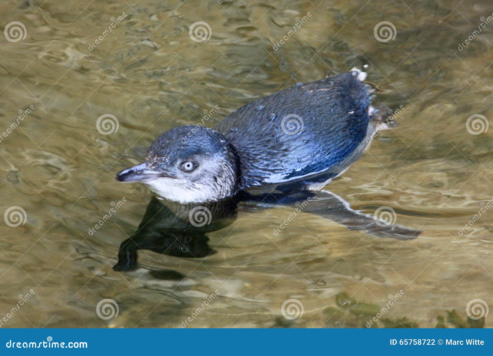 Little Blue Penguins, Eudyptula Minor Stock Photo - Image of fairy ...