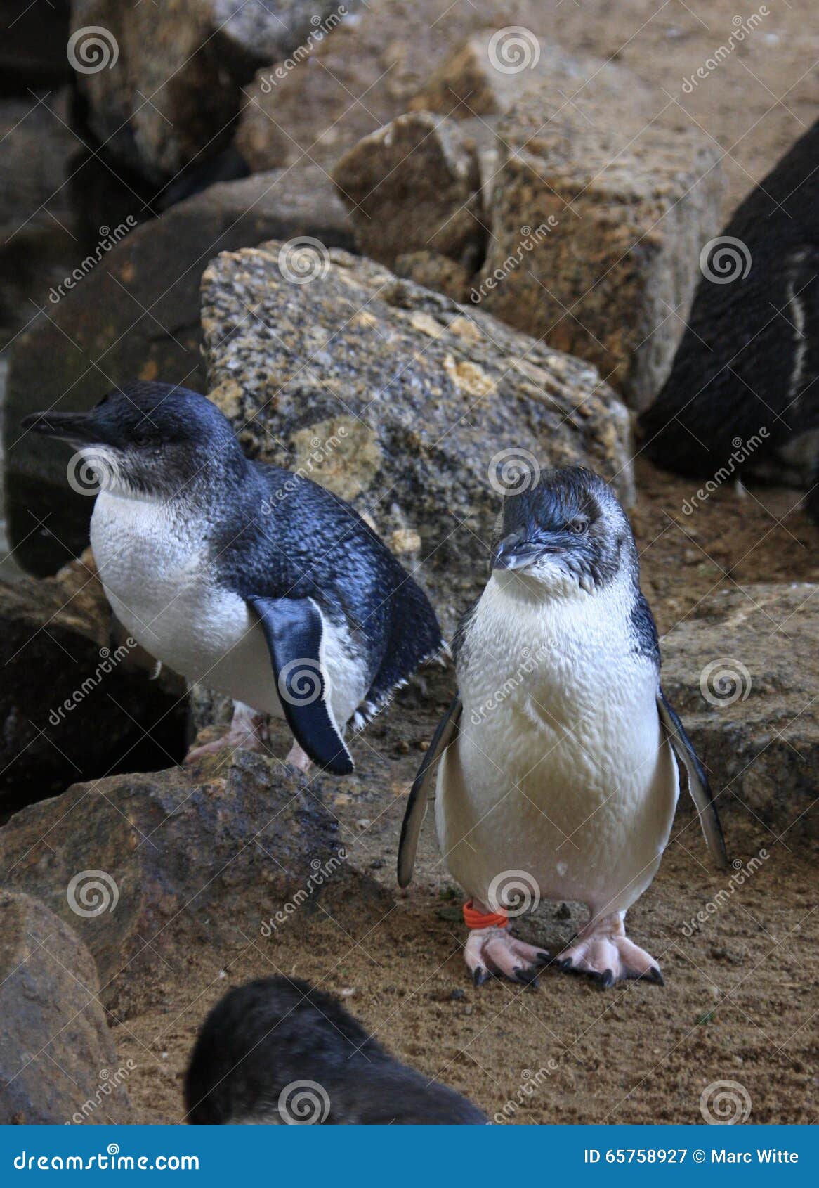 Little Blue Penguins, Eudyptula Minor Stock Image - Image of small ...
