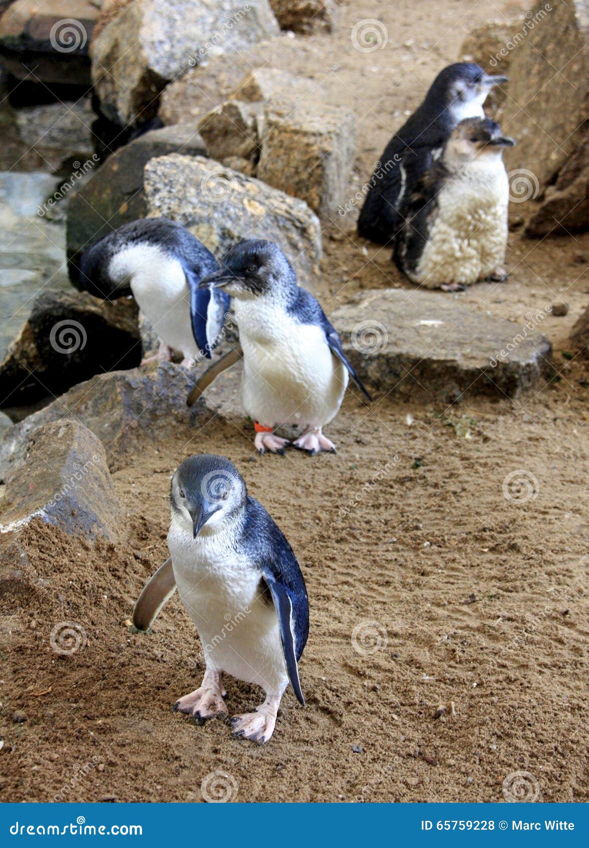 Little Blue Penguins, Eudyptula Minor Stock Photo - Image of small ...