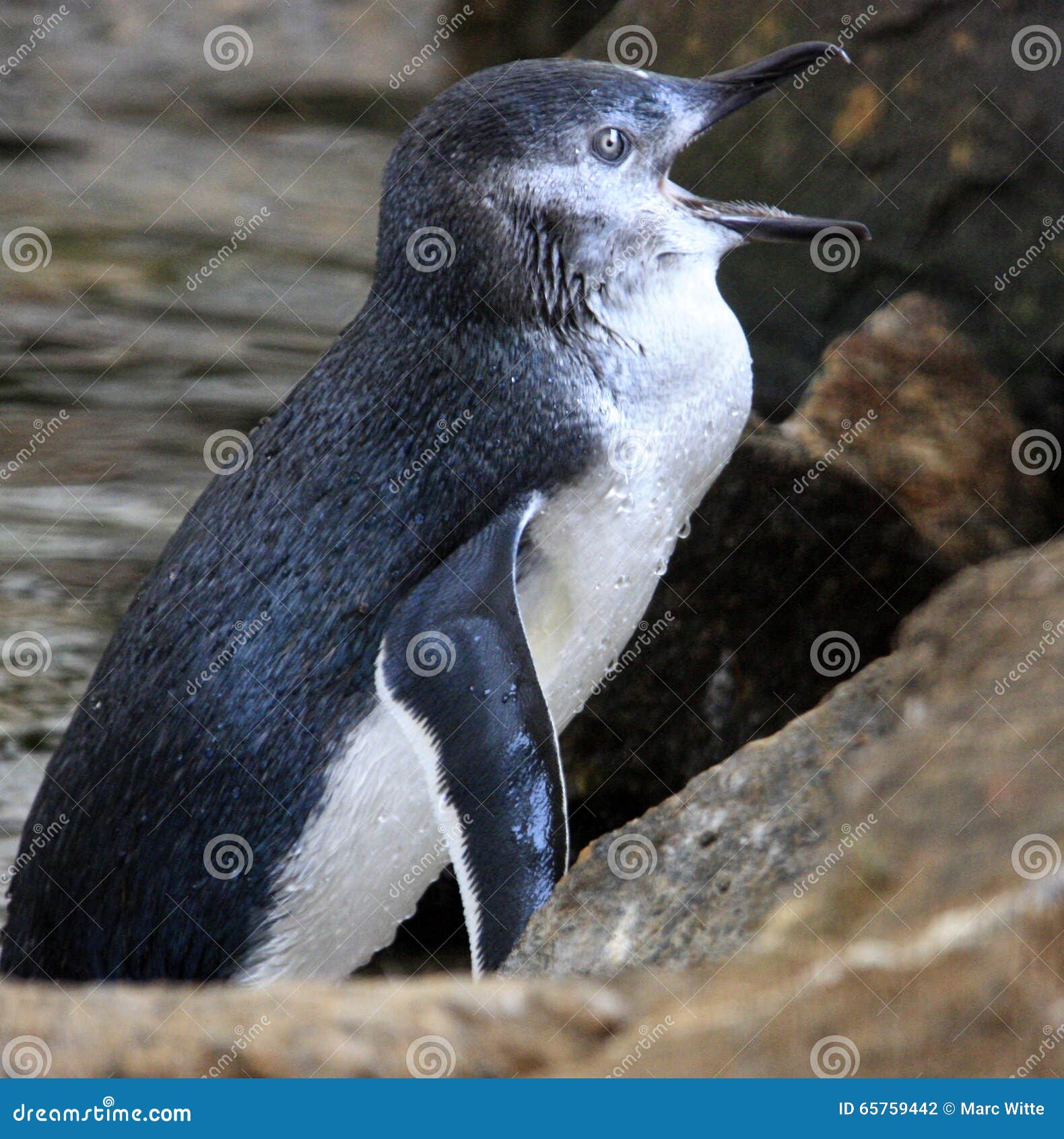 Little Blue Penguins, Eudyptula Minor Stock Photo - Image of water ...