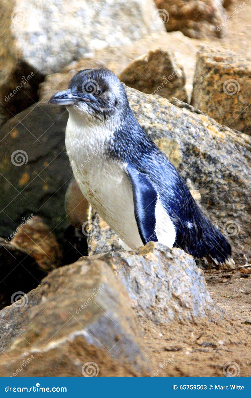 Little Blue Penguins, Eudyptula Minor Stock Image - Image of zealand ...