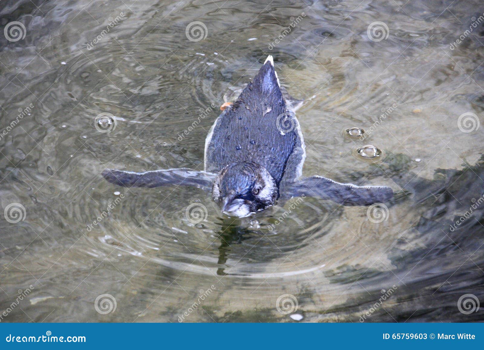 Little Blue Penguins, Eudyptula Minor Stock Image - Image of eudyptula ...