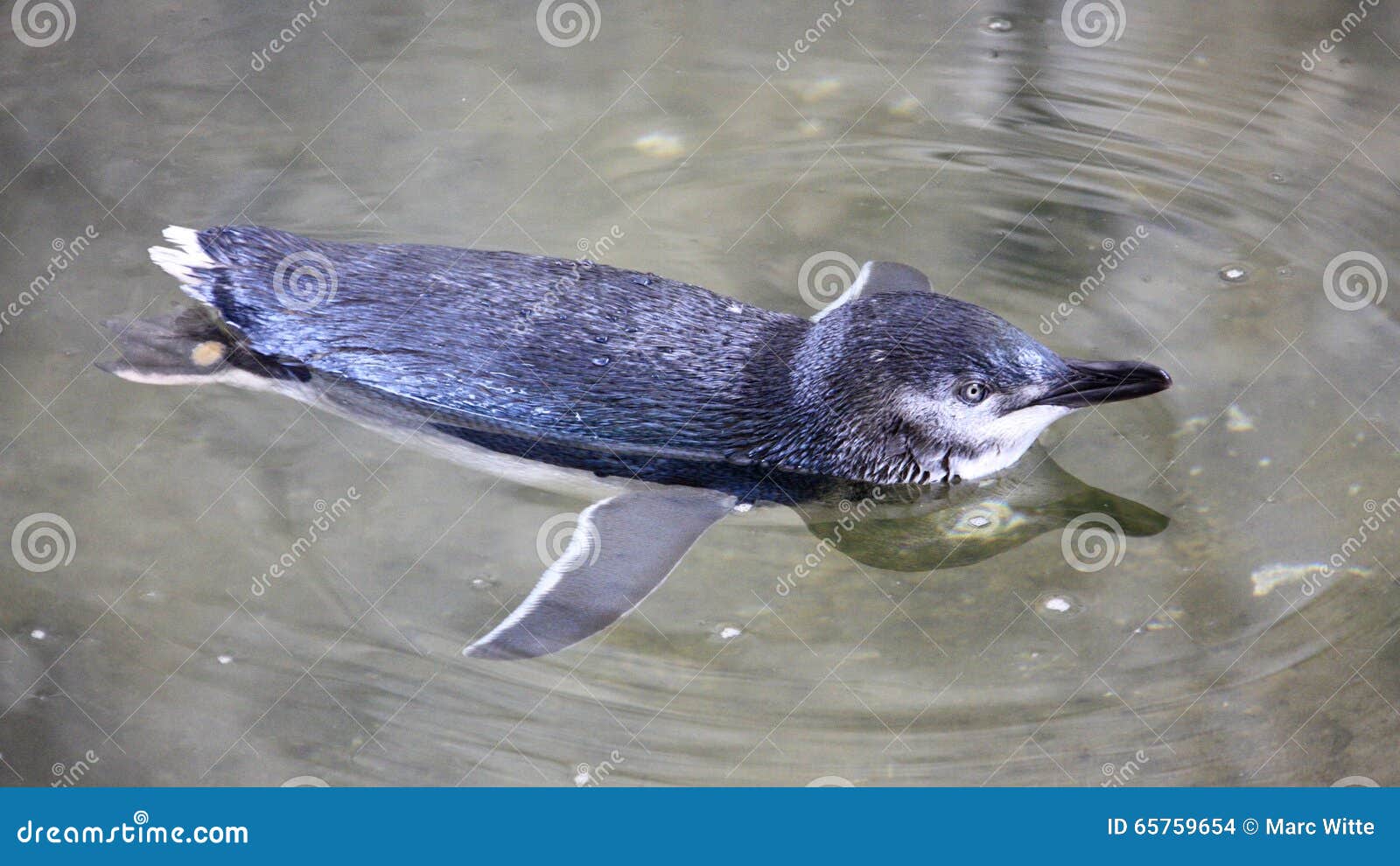 Little Blue Penguins, Eudyptula Minor Stock Photo - Image of extinction ...