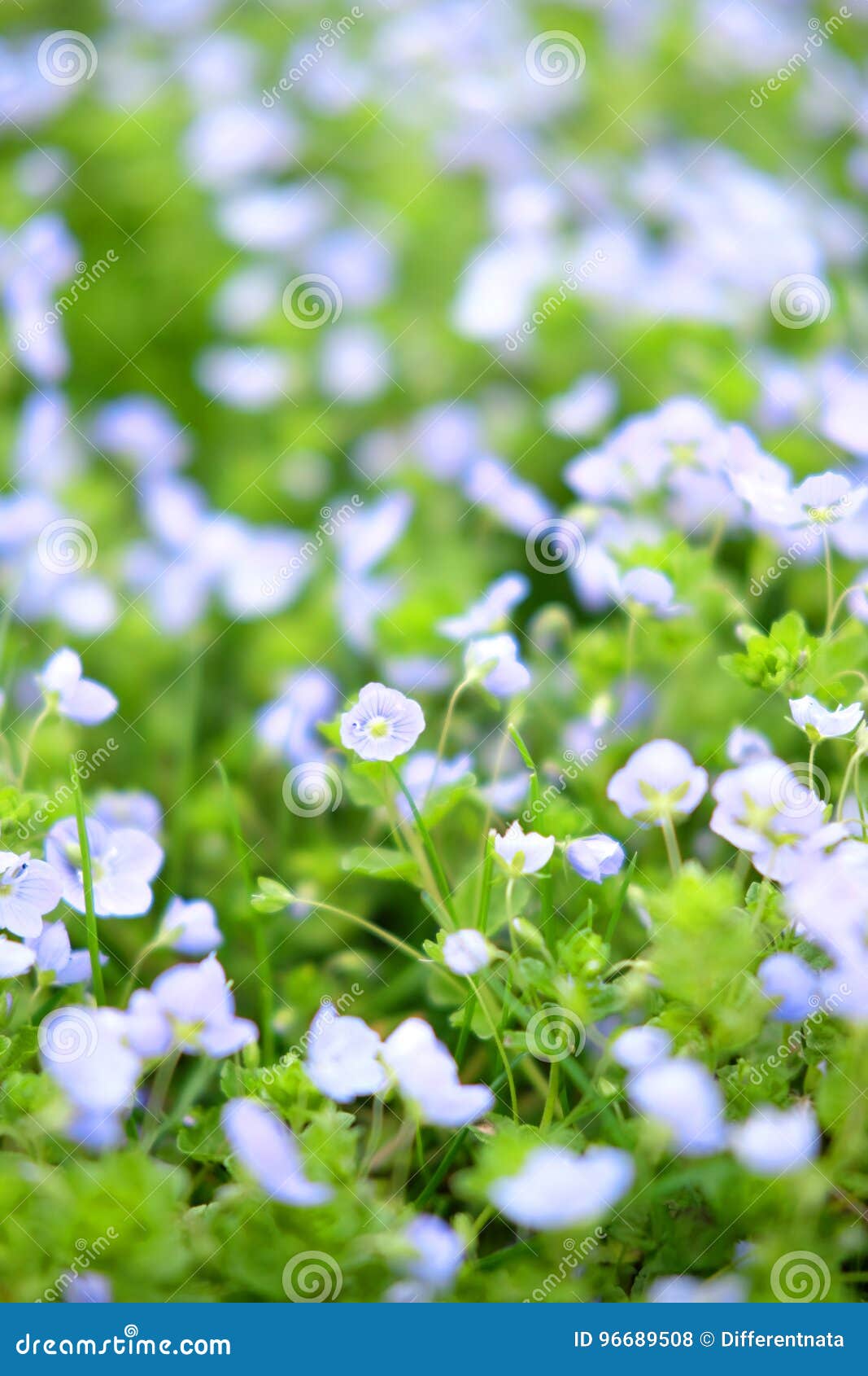 Little Blue Spring Flowers Growing in the Field Stock Photo - Image of ...