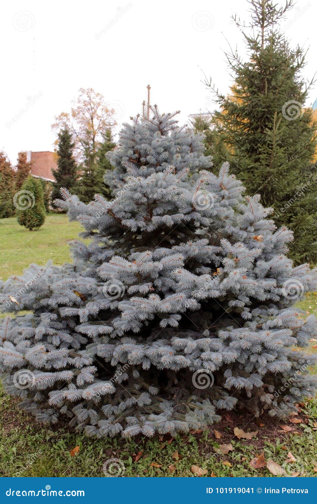Little Blue Spruce Grows in the Park Stock Image - Image of pine, green ...