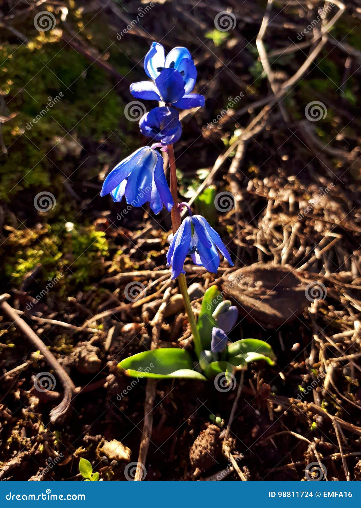Little Blue Translucent Flower Stock Photo - Image of sunlight, nature ...