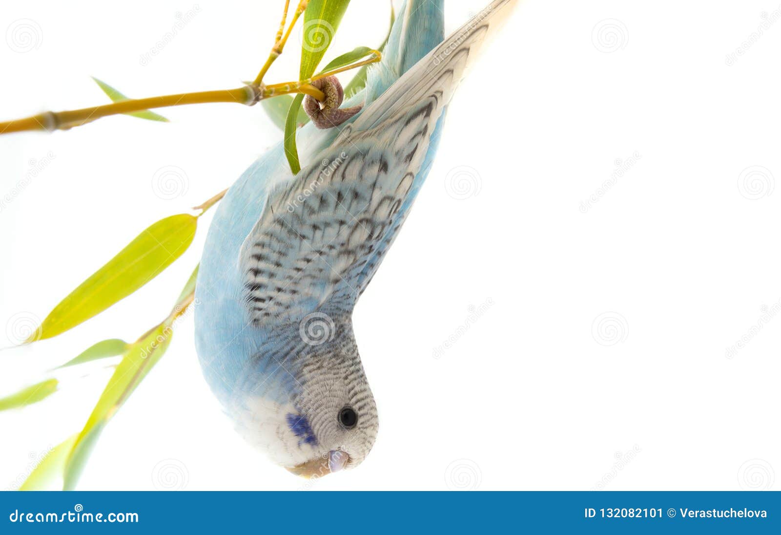 Little Blue Wavy Parrot on White Background Stock Image - Image of ...