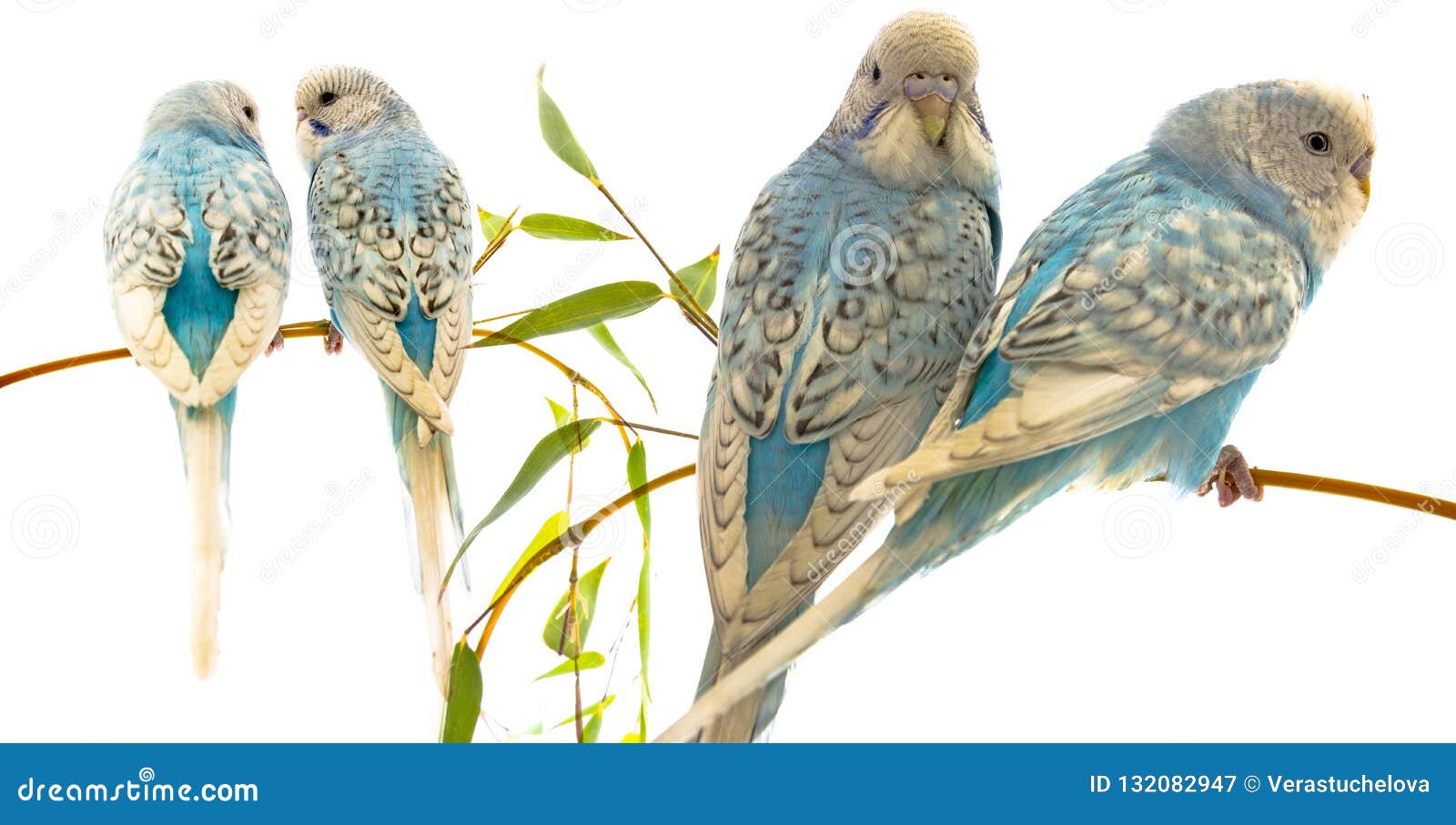 Little Blue Wavy Parrots on White Background Stock Image - Image of ...