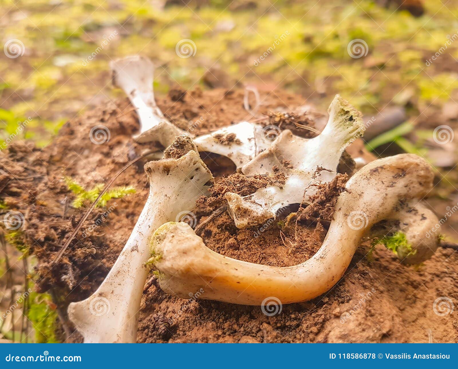 Little Bones of Dead Animal Stock Photo - Image of bones, wild: 118586878