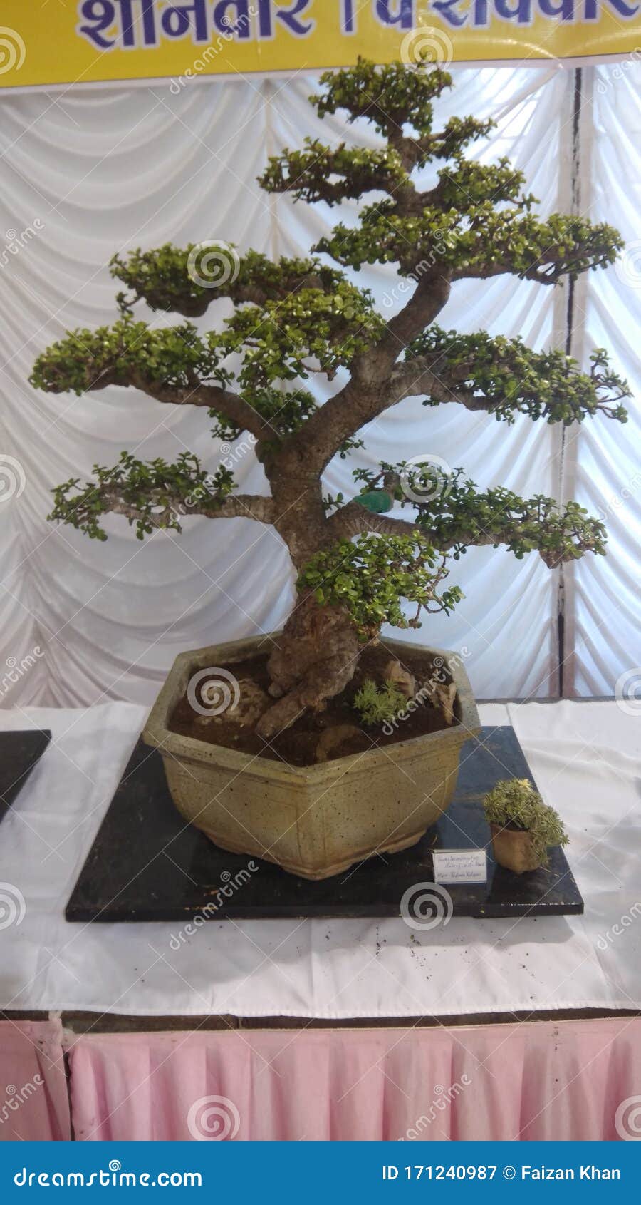 Little Bonsai Tree stock image. Image of gardening, tree - 171240987