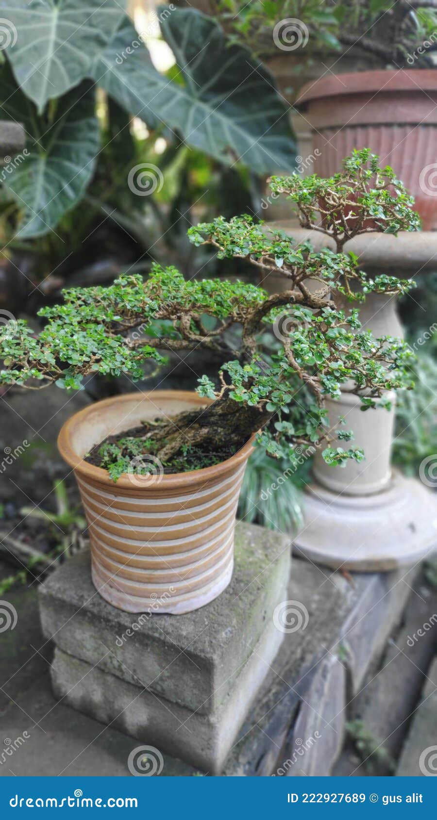 Little bonsai trees stock image. Image of little, bonsai - 222927689