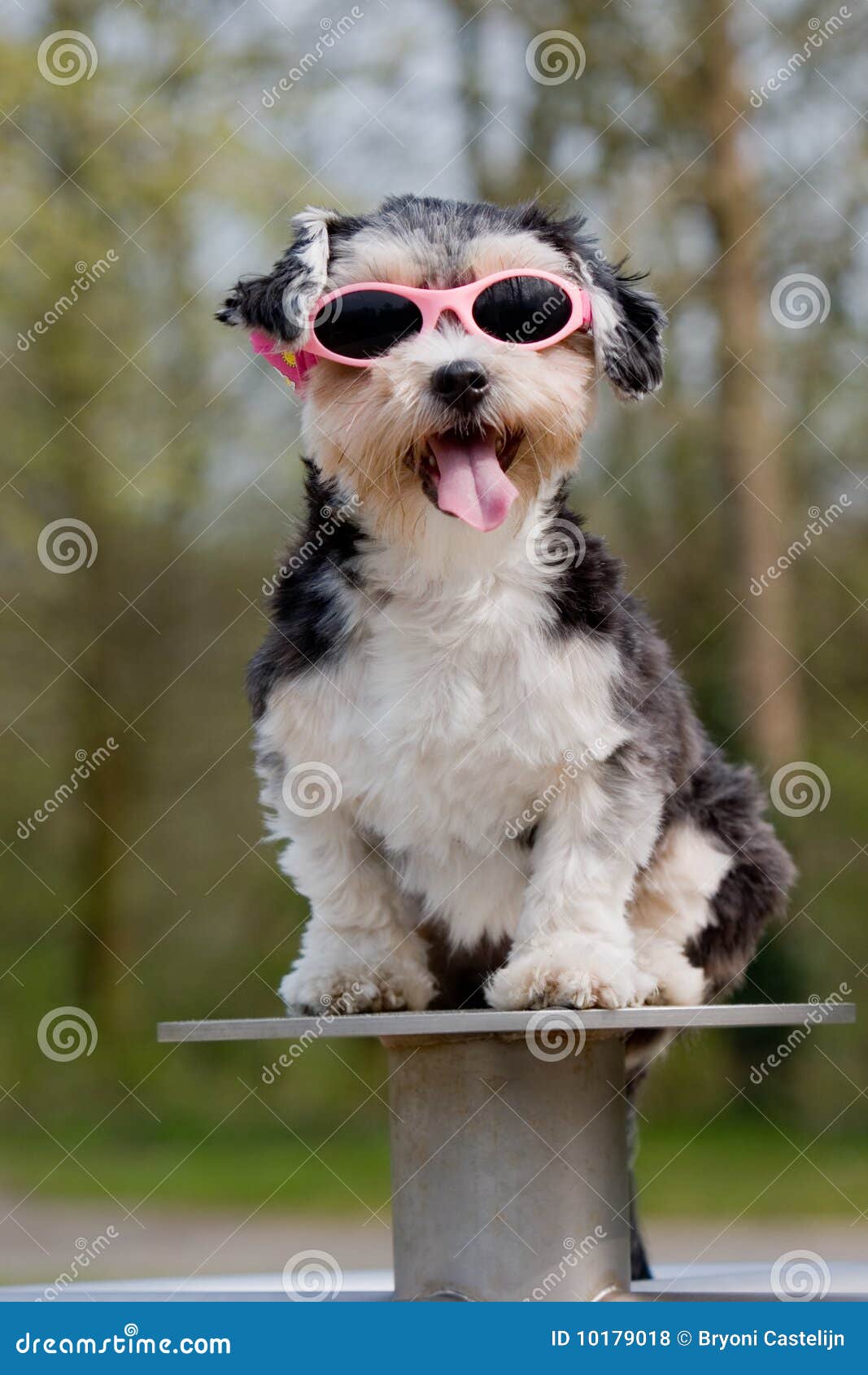 Little Boomer Dog Wearing Sunglasses Stock Photo - Image of canine ...