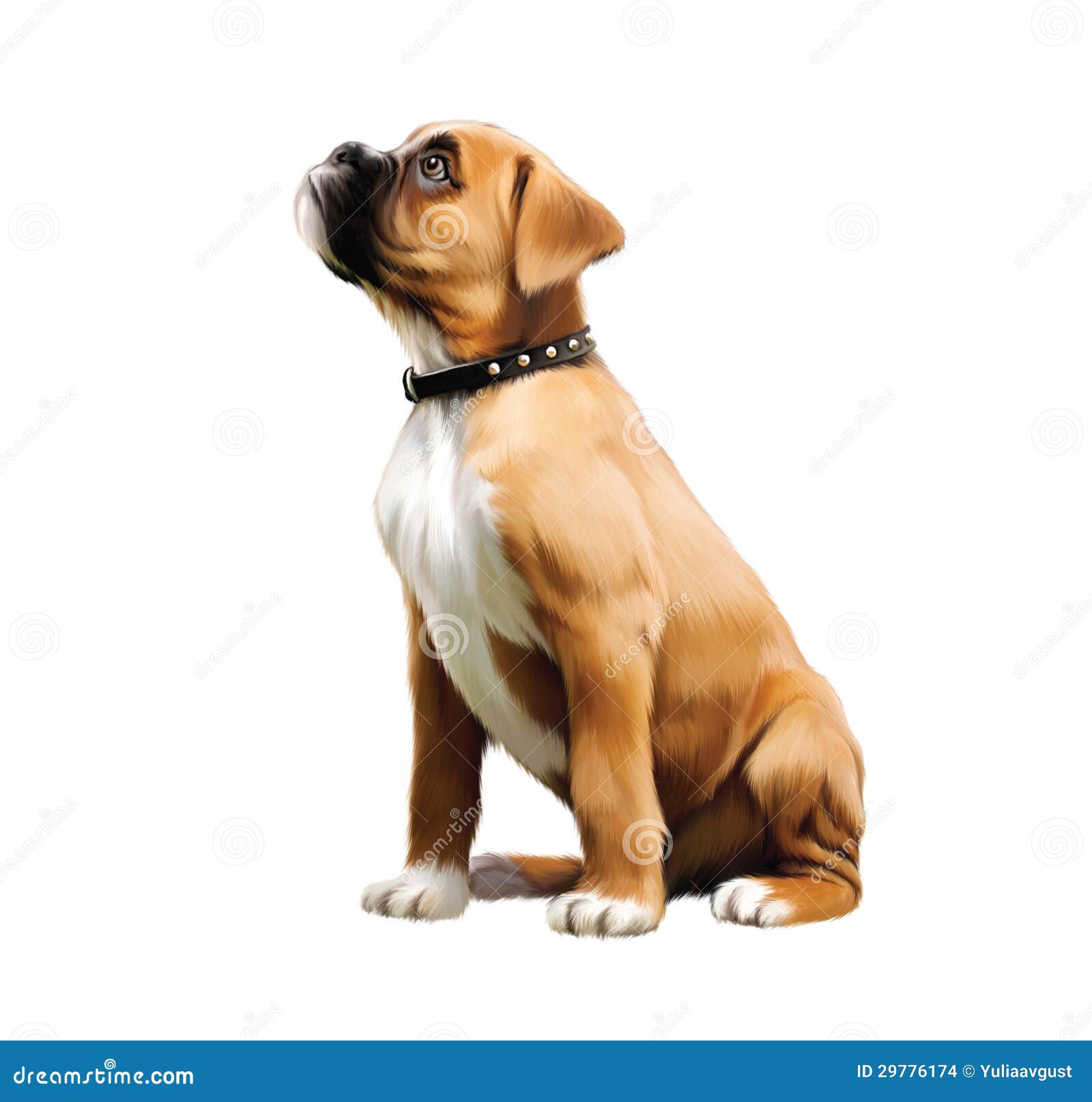 Boxer Dog Side View