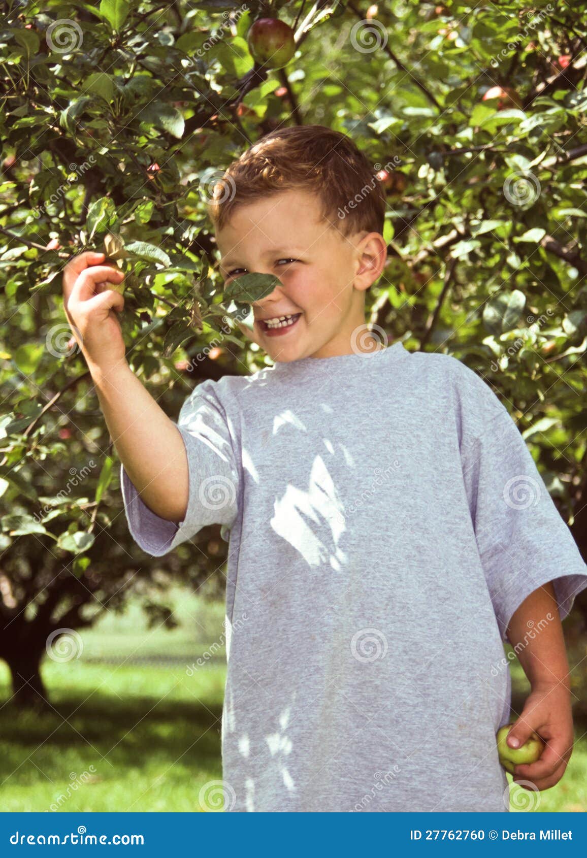 Little boy and apple tree stock photo. Image of outside - 27762760