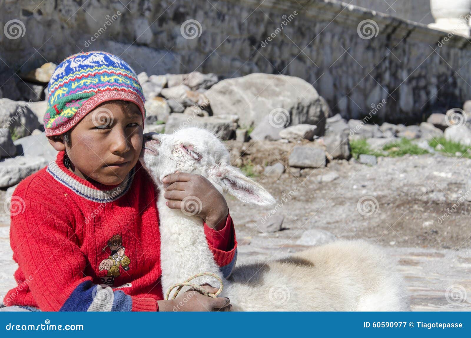 Little boy with baby llama editorial photography. Image of lama - 60590977