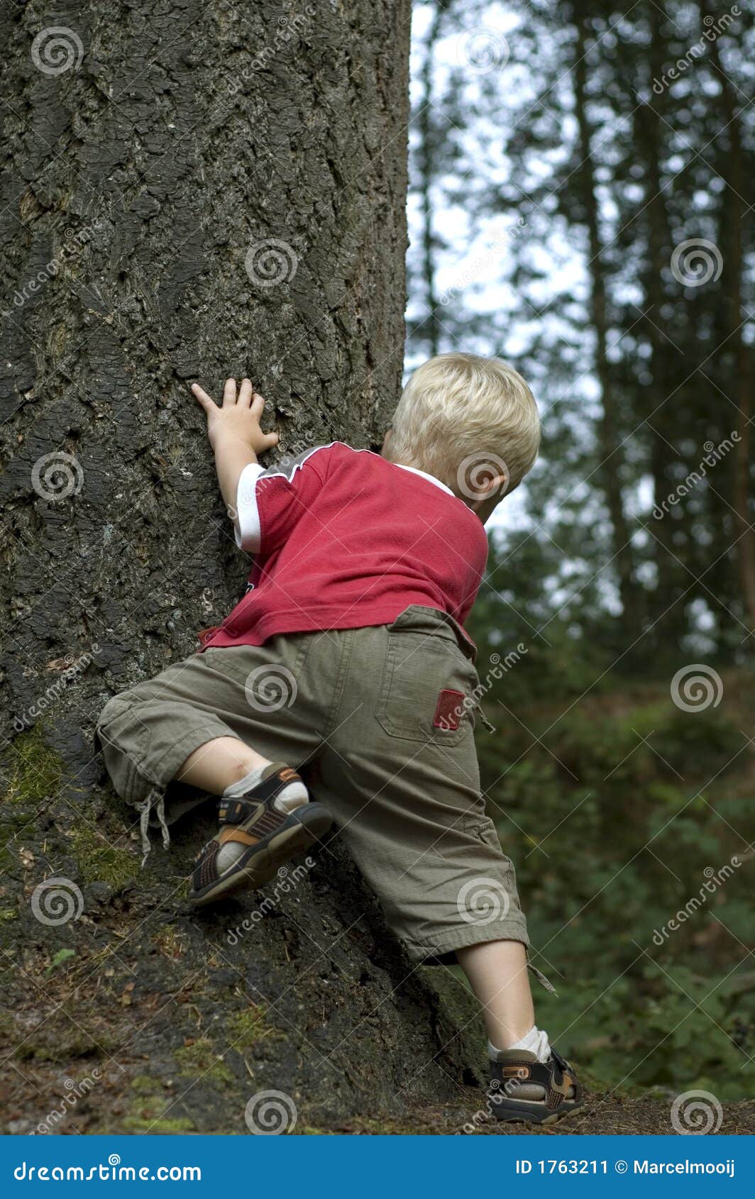 Little boy behind a tree stock image. Image of hide, seek - 1763211