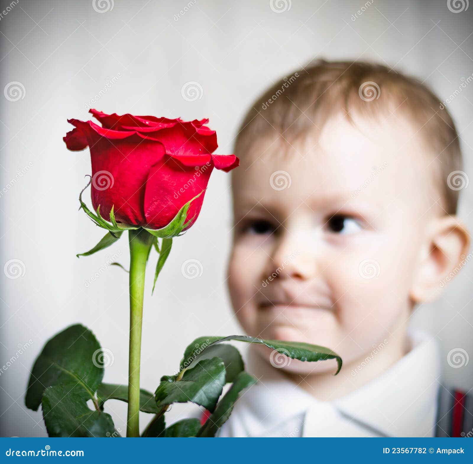 Little Boy and the Big Red Rose Stock Photo - Image of male, happiness ...