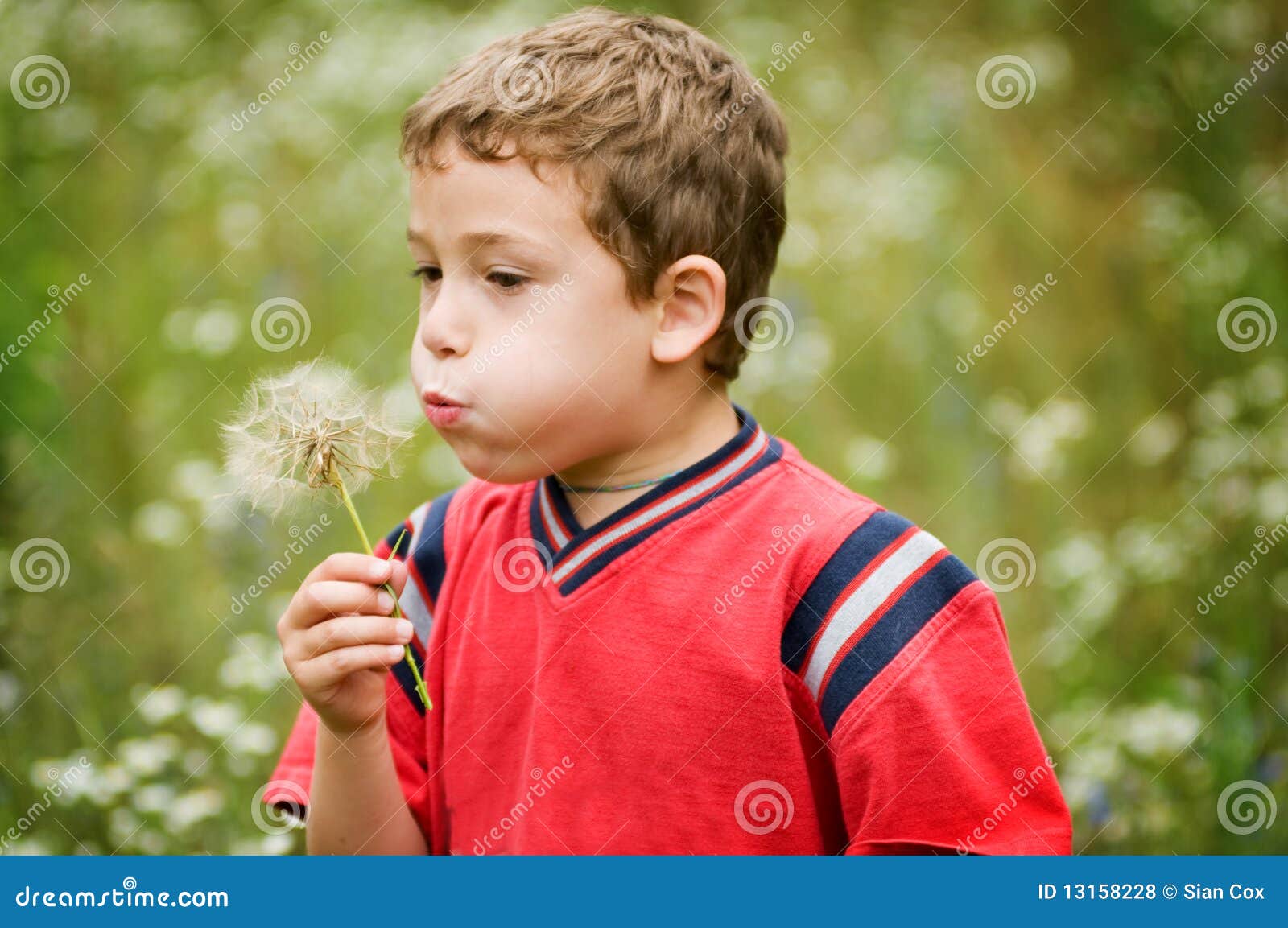 Little Boy Blowing Dandelion Seeds Stock Photo - Image of childhood ...