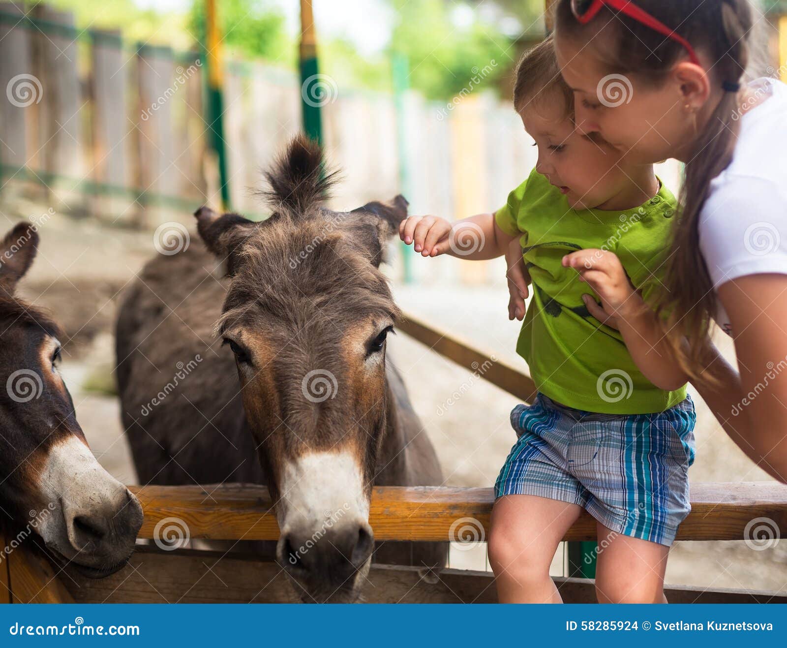 Little Boy and Burro in Zoo Stock Photo - Image of animals, burro: 58285924